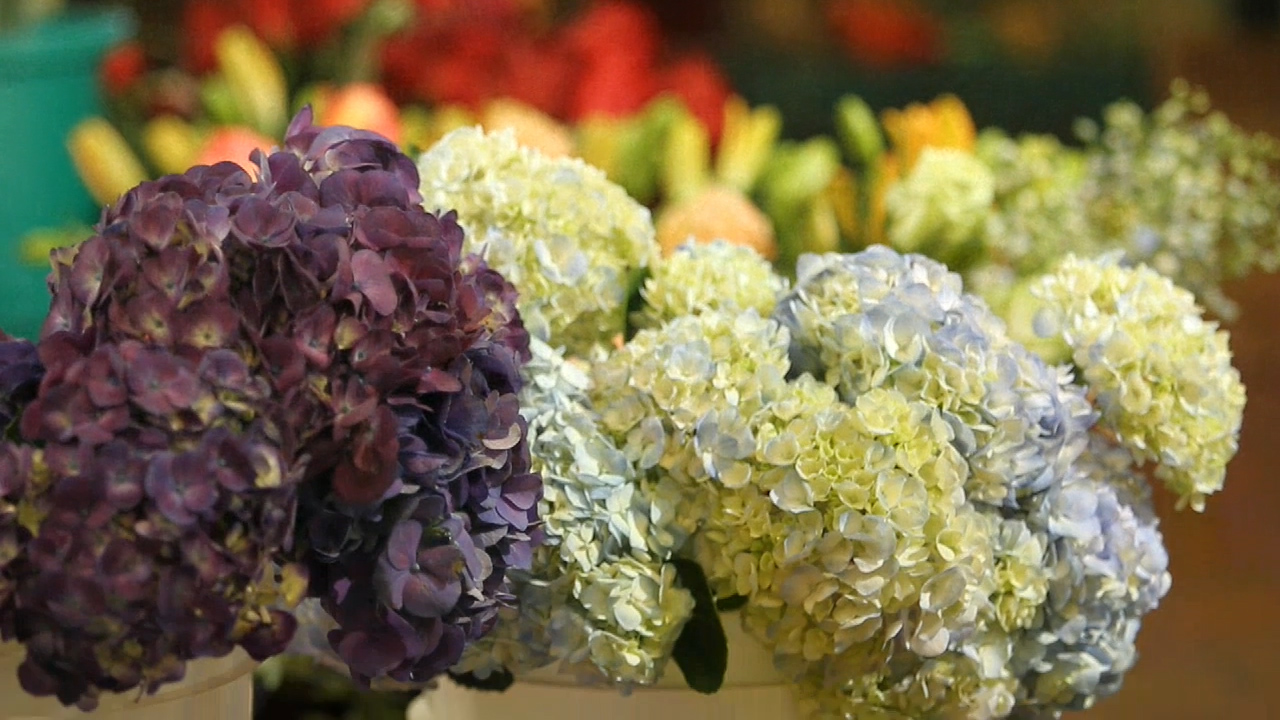 Learn How to Care for Hydrangeas in a Dry Climate