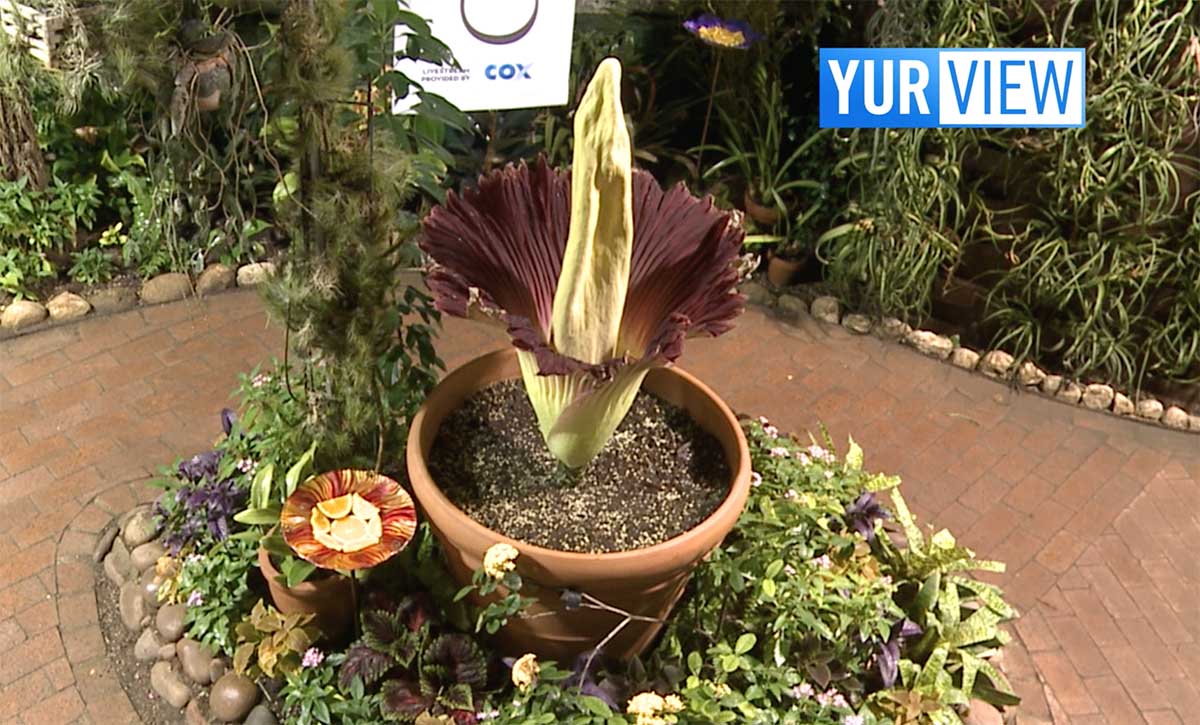 Watch Rosie the Corpse Flower Bloom in Just Under Three Minutes