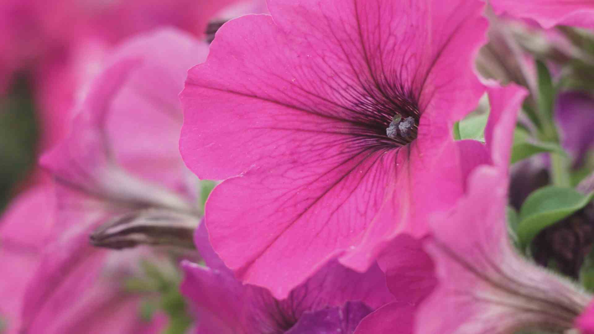 Give Your Garden a Splash of Color This Spring with Petunias