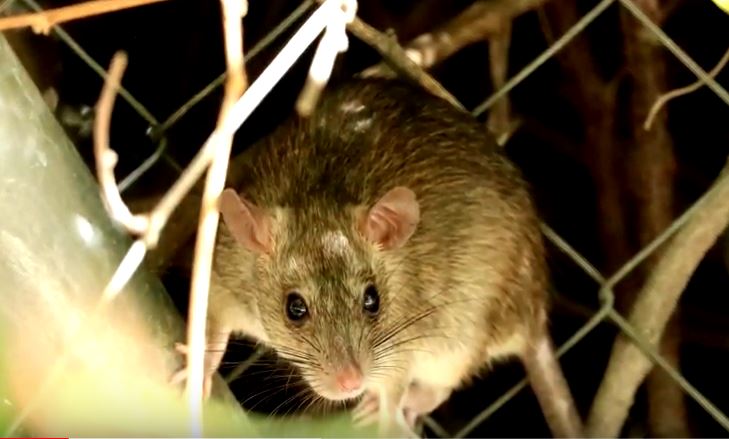 Fall in Love with the Pack Rat at Arizona-Sonora Desert Museum