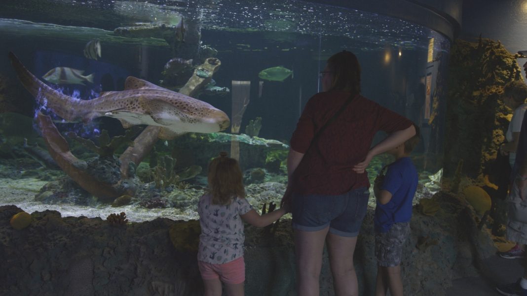 Spend a Day With Family at the Wildlife World Zoo and Aquarium