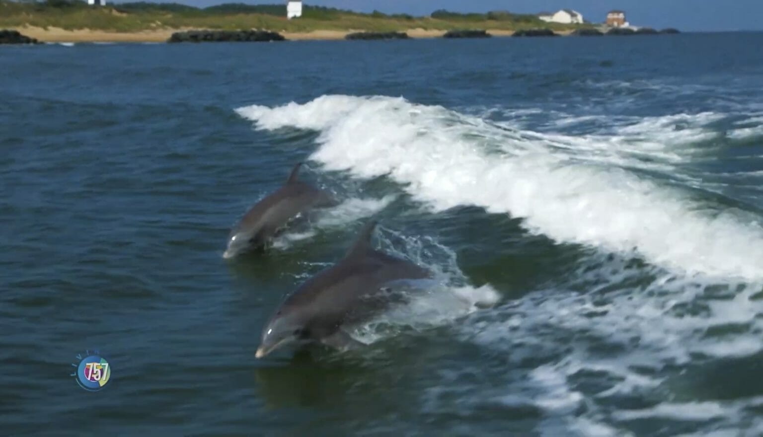 Take a Trip on the Rudee Rocket - Yurview