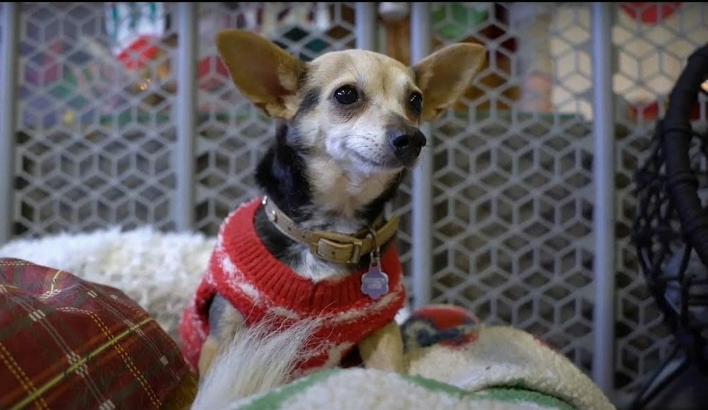 Vintage Pet Rescue - RI Retirement Home for Senior Dogs