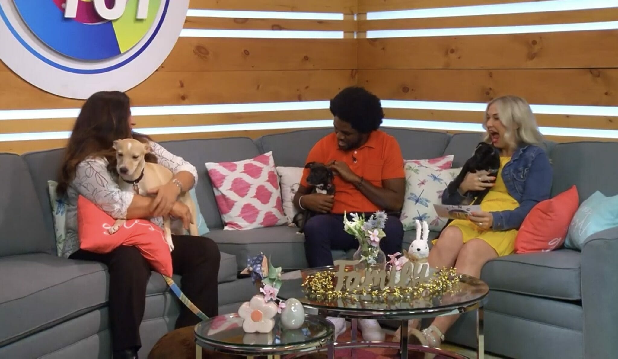 Paws-itively the Cutest Island Dog Rescues! - Yurview