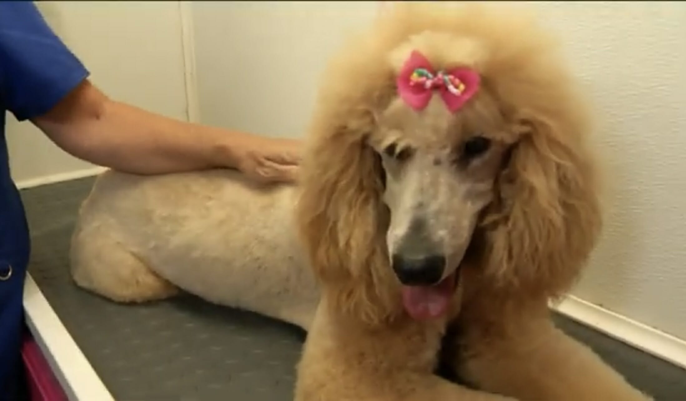 Critter Cleaners Makes Your Life Easier! - Yurview