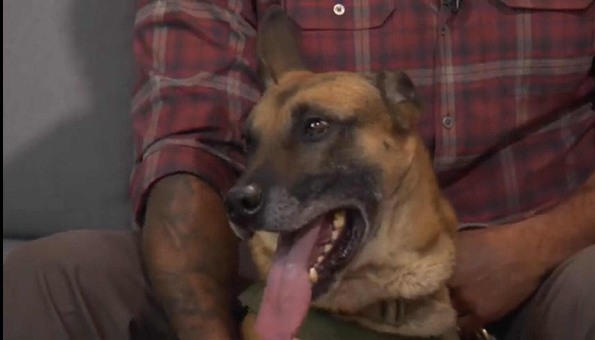 Oh Miki, You're So Fine! Working Dogs in the 757 - Yurview